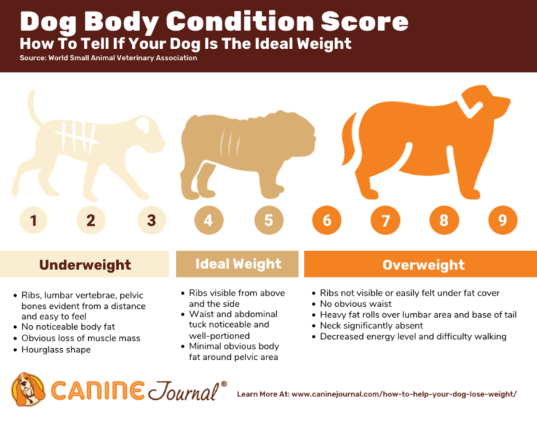 How Much Should My Dog Weigh? Healthy Dog Weight Chart by Breed