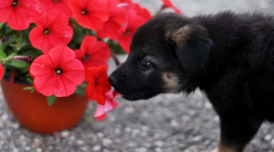 Help! My Dog Just Ate Petunias! What Should I Do Now? - Canine Journal