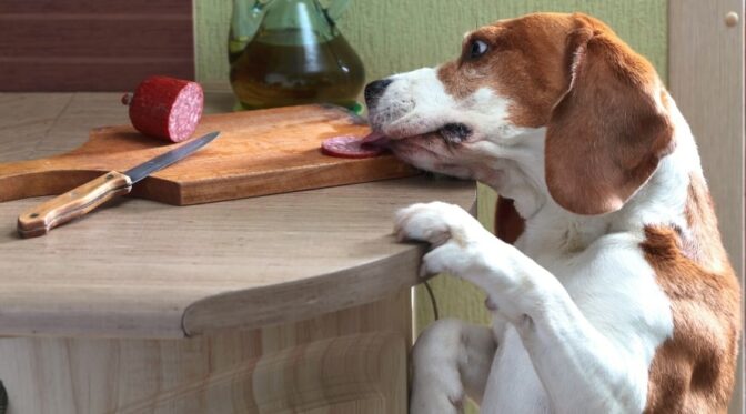 Can Dogs Eat Pork? Is Pork Good Or Bad For Dogs? - Canine Journal