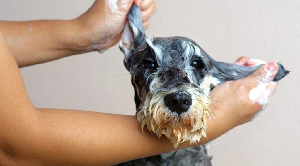 DIY Dog Shampoo Recipes: 5 Great Options For Your Pup - Canine Journal