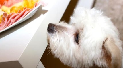 Help! My Dog Just Ate Daisies! What Should I Do Now? - Canine Journal