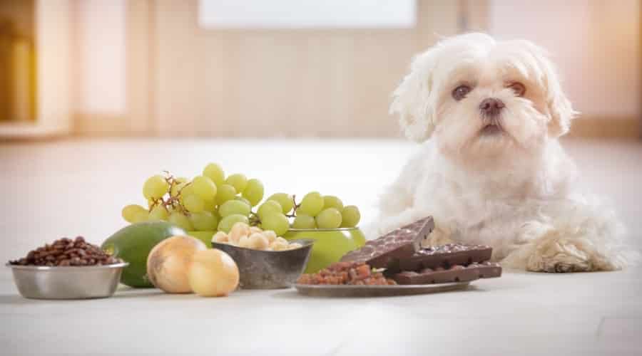 Can Dogs Eat Prunes? Are Prunes Safe For Dogs To Eat? - Canine Journal