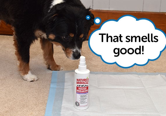 Top 3 Best Potty Training Spray Attractants (15 Tested!) | Canine Journal