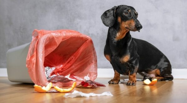Dog Poop Looks Like Red Jelly — Can Home Remedies Help, Or Is It An ...