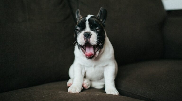 Rehoming An Aggressive Dog: When Is It Time To Say Goodbye?