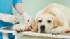 Aspirin & Your Dog: The Ultimate Safety Guide
