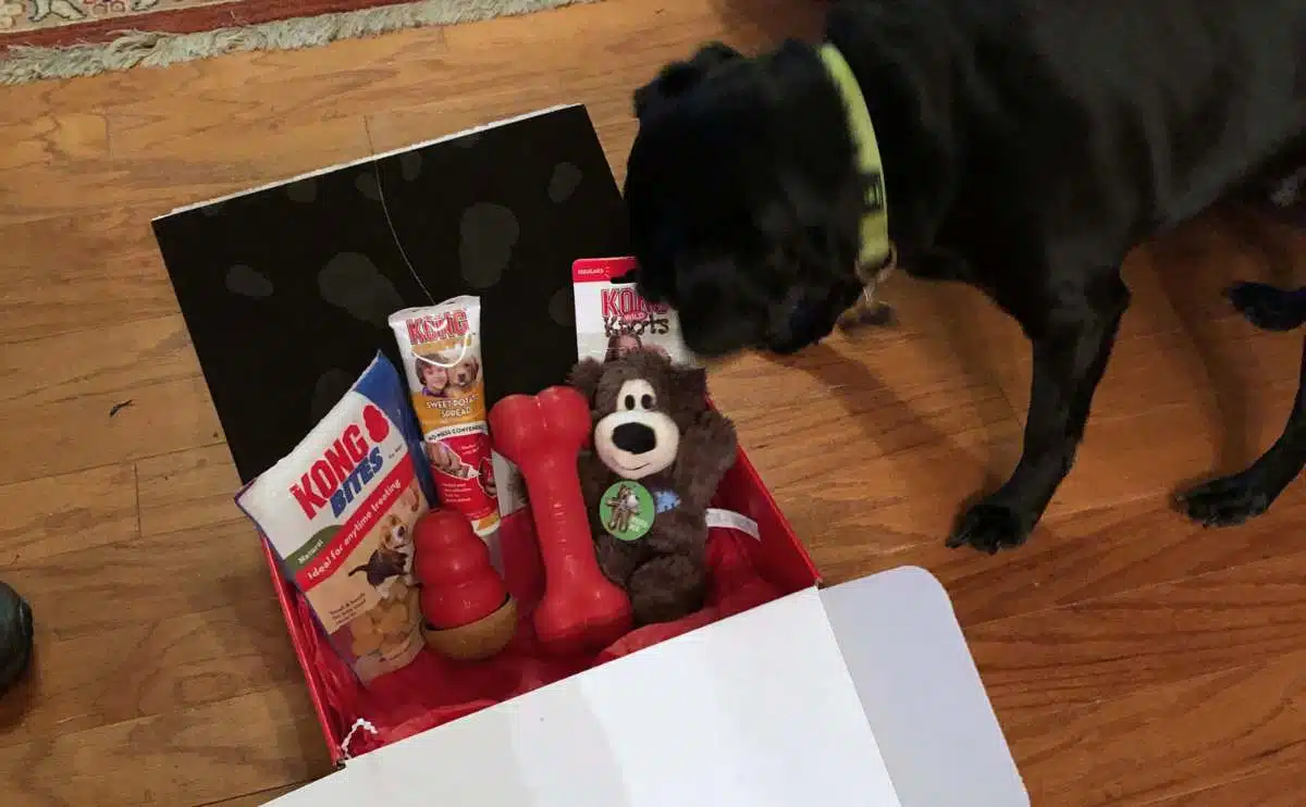 Best Dog Subscription Box 2024: Pet Treater vs BarkBox vs PupBox vs ...