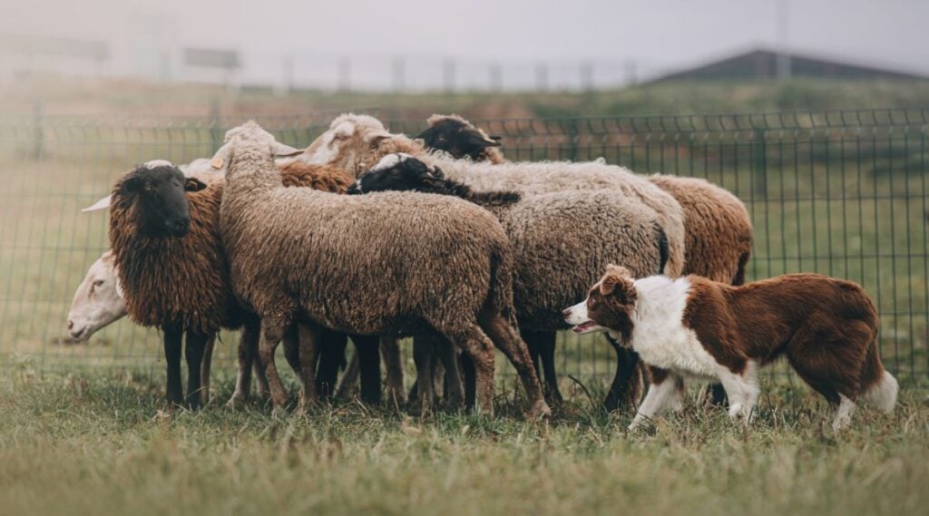 Herding Dog Breeds: Discover 12 Of The Best - Canine Journal