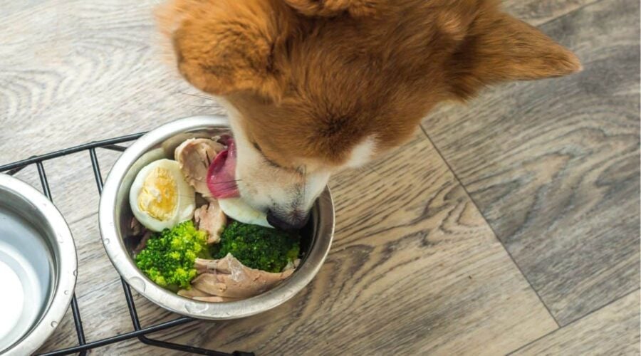 Boost Your Dog’s Health With These 8 Homemade Meals - Canine Journal