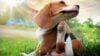 Why Thiamine Might Be The Most Overlooked Nutrient In Your Dog’s Food