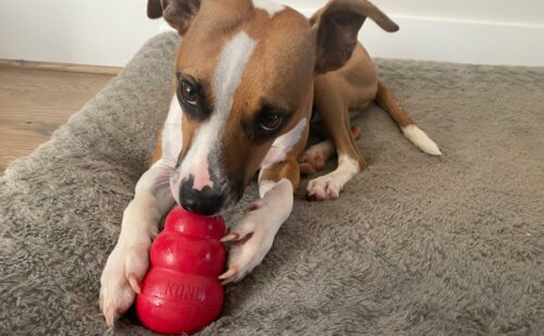 Kong Dog Toys Review: 9+ Options For Endless, Durable Fun