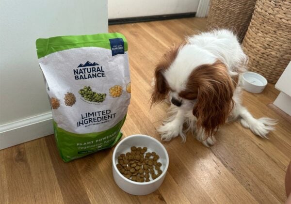 Dog Not Eating? Don’t Panic – A Vet Breaks Down The Common Causes