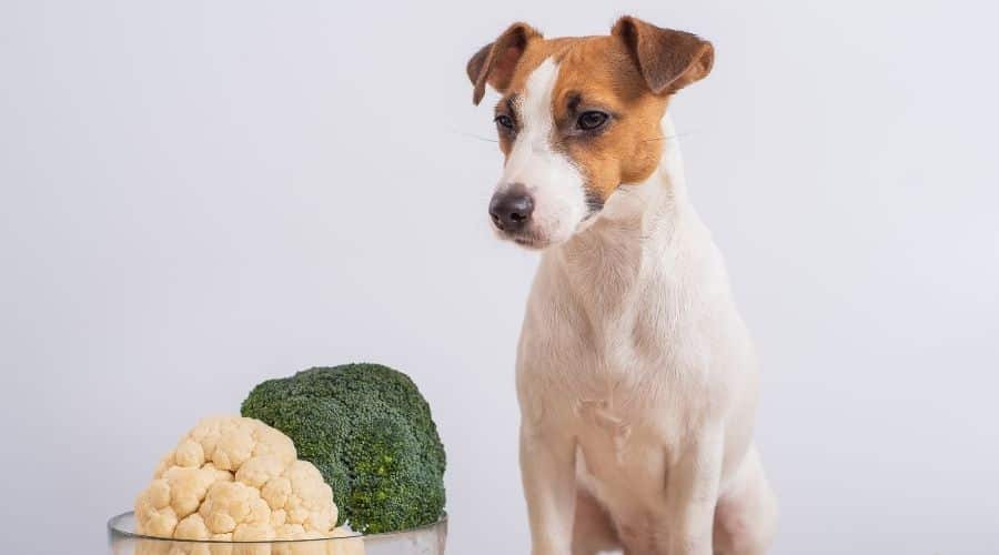 Can Dogs Eat Cauliflower? A Vet's Analysis of Risks and Benefits ...