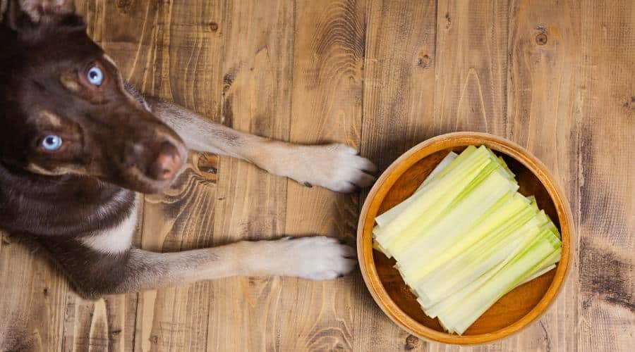 Can Dogs Eat Leeks? A Vet's Analysis Of Risks And Benefits - Canine Journal