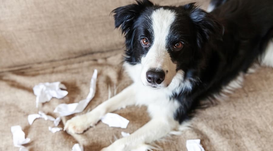 My Dog Ate Paper Towels, Toilet Paper, Or Kleenex! What Now? - Canine ...