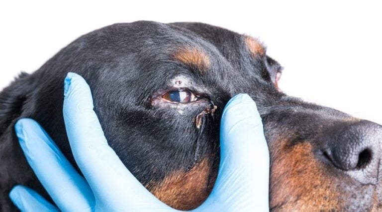 Before The Vet Bill: 6 Dog Eye Discharge Home Remedies Every Pet Owner ...