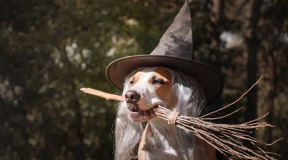 DIY Dog Costume Ideas: 10 Different Costumes Your Pup Can Wear | Canine ...