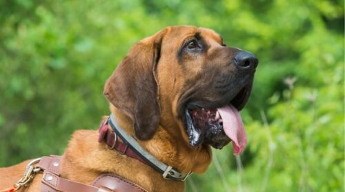 Your Dog’s Drooling Like a Faucet - Here’s What It Actually Means
