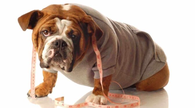 Is Your Bulldog At Risk? 8 Common English Bulldog Health Issues You ...