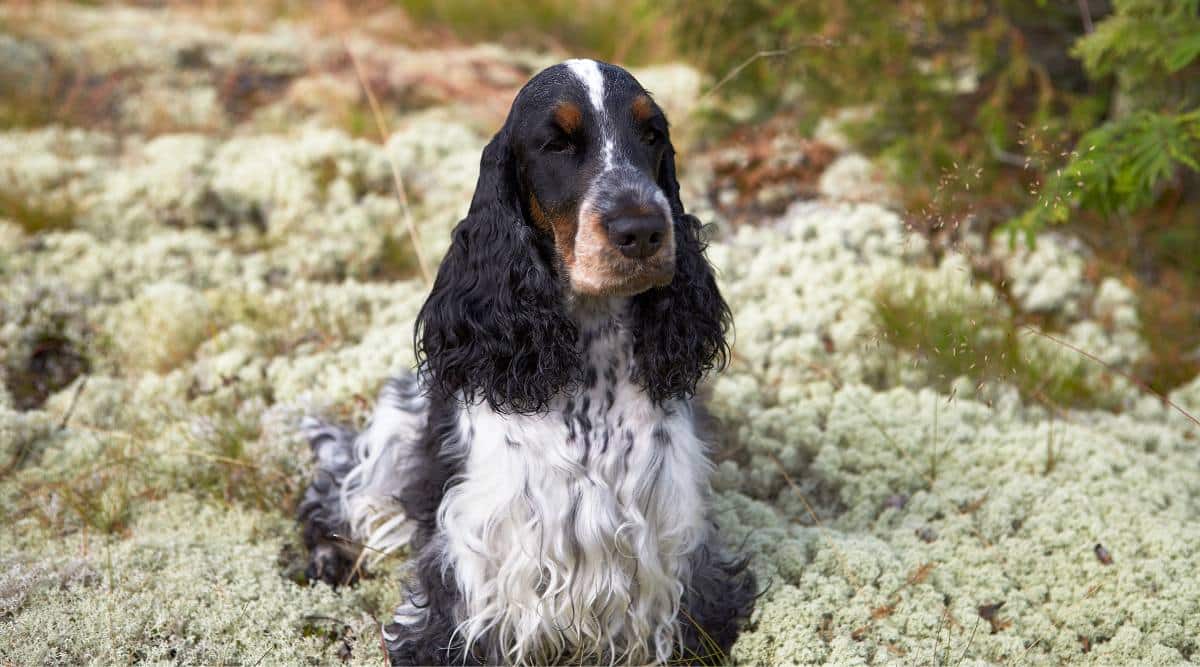 English vs. American Cocker Spaniels: Discover The Surprising Differences You Never Knew