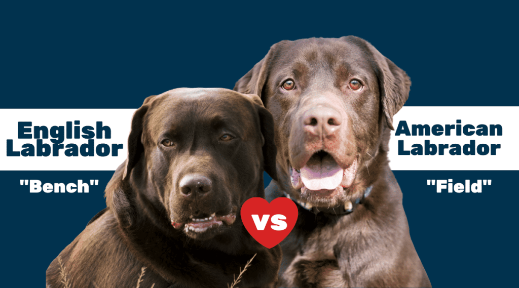 Golden Retriever vs. Labrador Retriever: What's The Difference ...