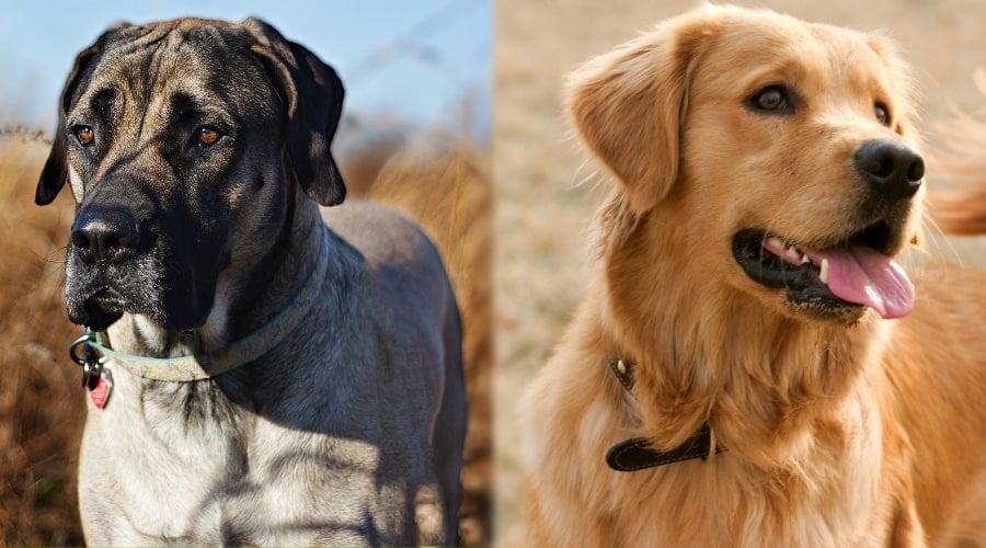 English Mastiff vs. Golden Retriever: Breed Differences & Similarities ...