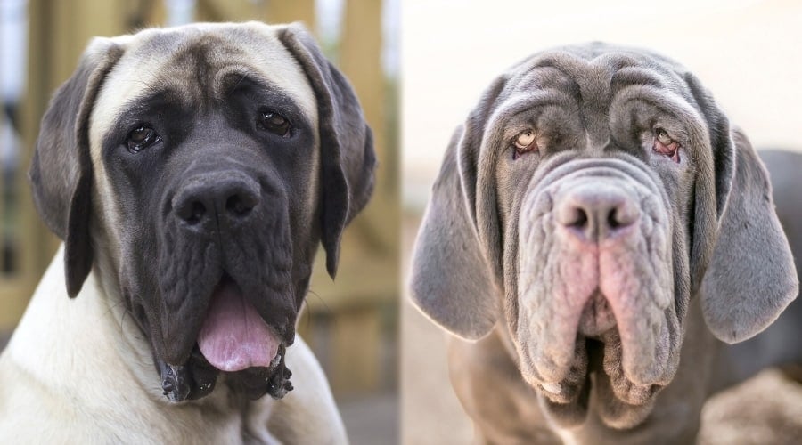 What Breeds Make A Neapolitan Mastiff