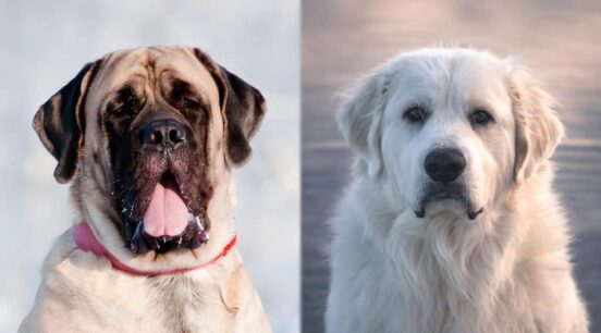 English Mastiff Growth Chart: Male & Female Weight & Height | Canine ...