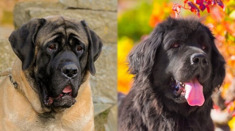 English vs. American Cocker Spaniels: Discover The Surprising Differences You Never Knew