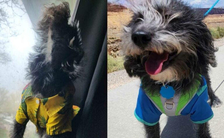 Do Dogs Get Tired Of Barking? | Canine Journal