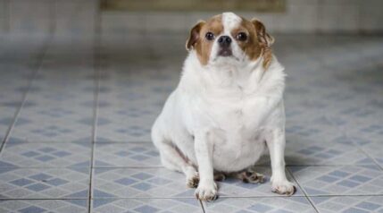 Ozempic For Dogs? The Truth Behind The Trend - Canine Journal