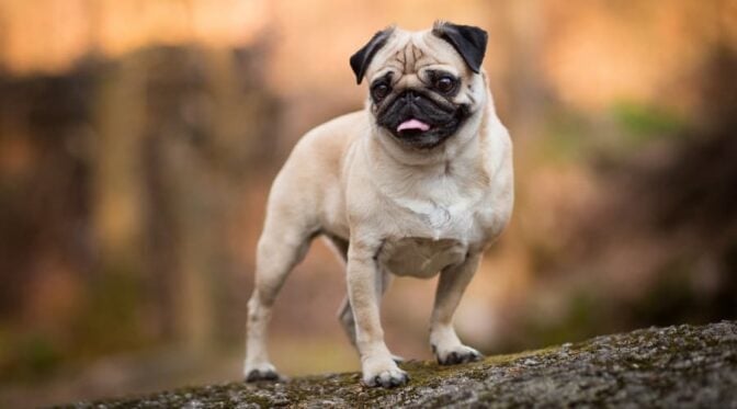 14 Most Wrinkly Dog Breeds: Built For Love, Loyalty & A Little Extra ...