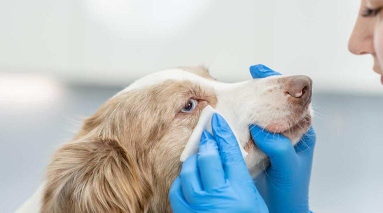 Before The Vet Bill: 6 Dog Eye Discharge Home Remedies Every Pet Owner ...