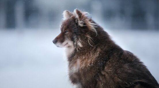 Curly-Tail Breeds Uncovered: Traits, Care & Surprising Facts - Canine ...