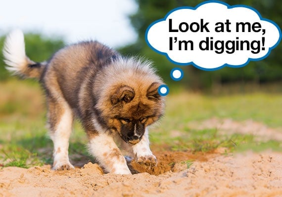 26 Tricks To Stop Your Dog From Digging Up Your Yard | Canine Journal