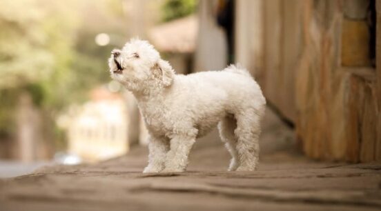 Do Dogs Ever Shut Up, Or Are We Doomed Forever? Here's The Barking ...