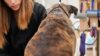 Do Boxers Shed? Yes, But Don’t Panic, We’ve Got Tips That Work - Canine ...