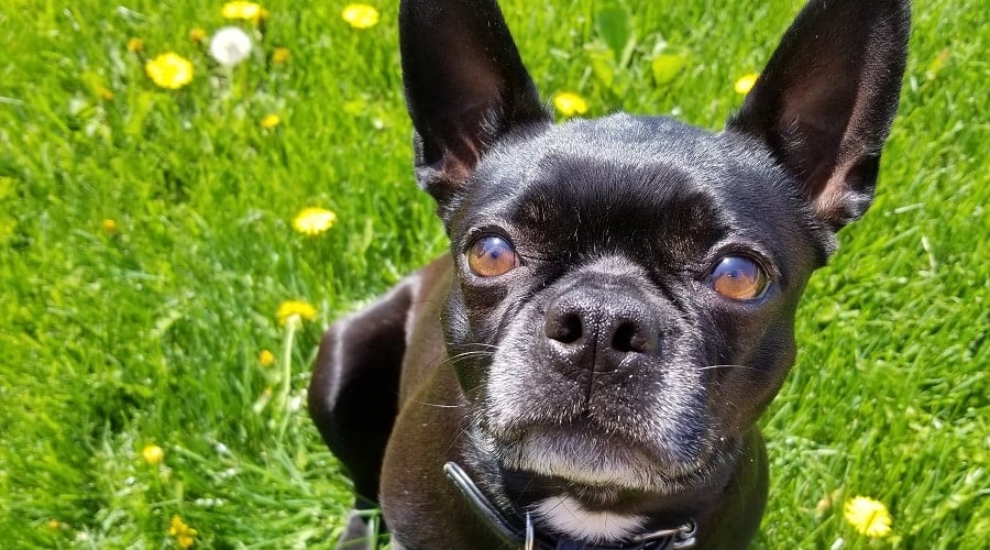 French Bulldog Mixes: 20 Unique Frenchie Crossbreeds - Canine Journal
