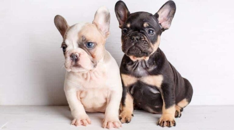 300+ Wolf Names For Dogs: Alpha Dog Names For Males & Females - Canine ...