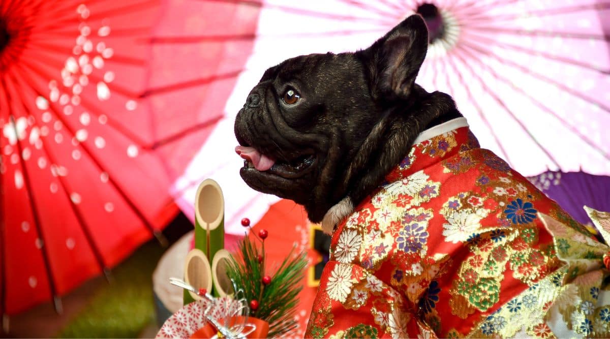 Japanese Chin: Breed Characteristics, Temperament & More | Canine Journal