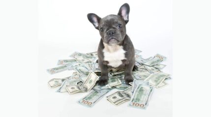 How Many Dogs Is Too Many? Here’s Where To Draw The Line - Canine Journal