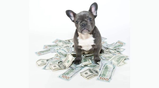 How Many Dogs Is Too Many? Here’s Where To Draw The Line - Canine Journal