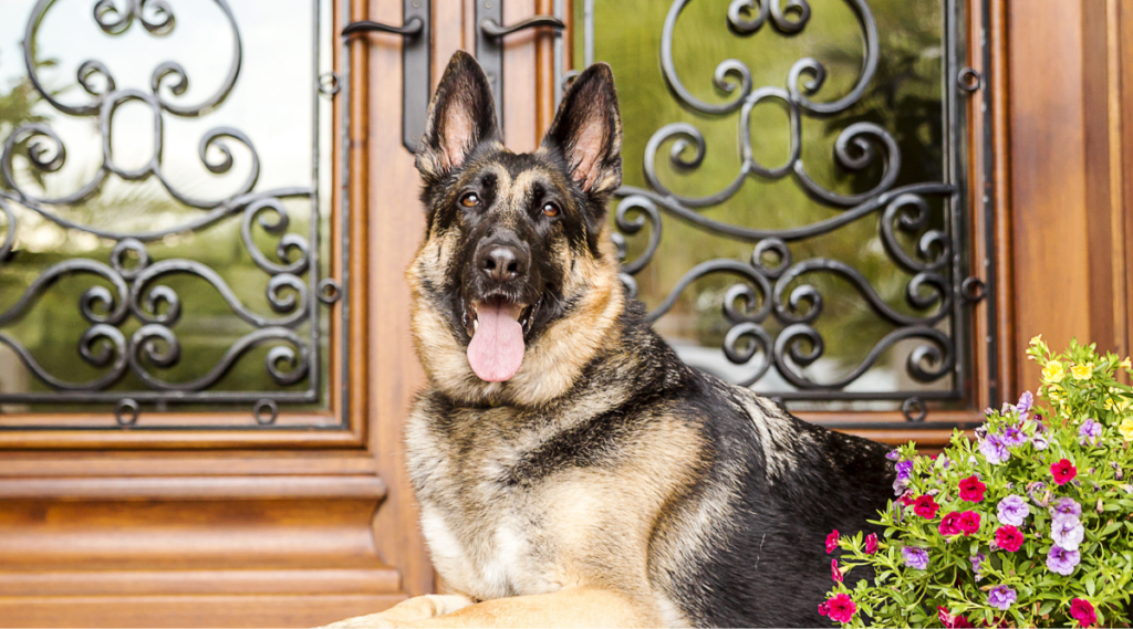 22 Best Guard Dog Breeds - Canine Journal
