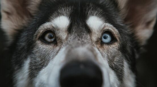 Is Your Dog Seeing Things You Can’t at Night? Human vs. Canine Night Vision