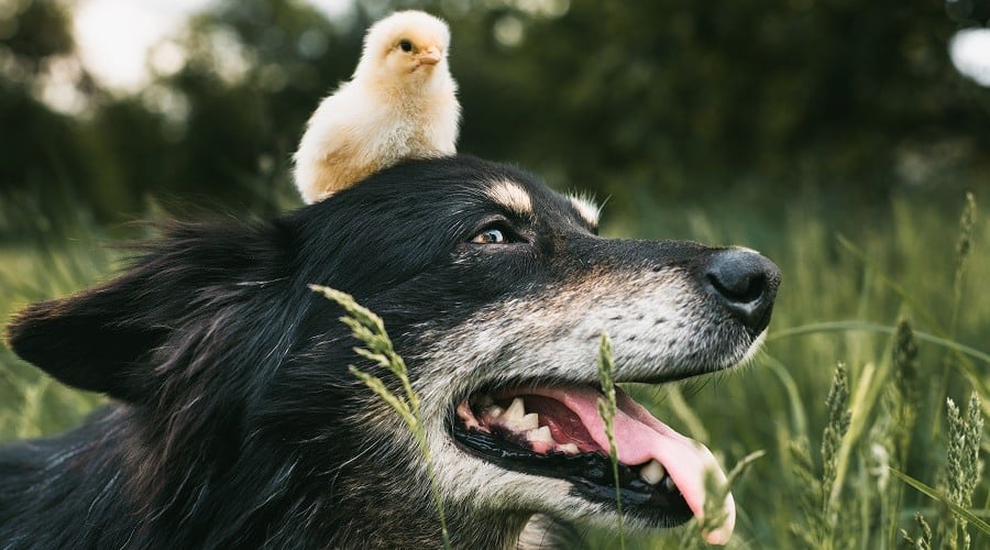 German Shepherd Border Collie Mix: Shollie Breed Information - Canine ...