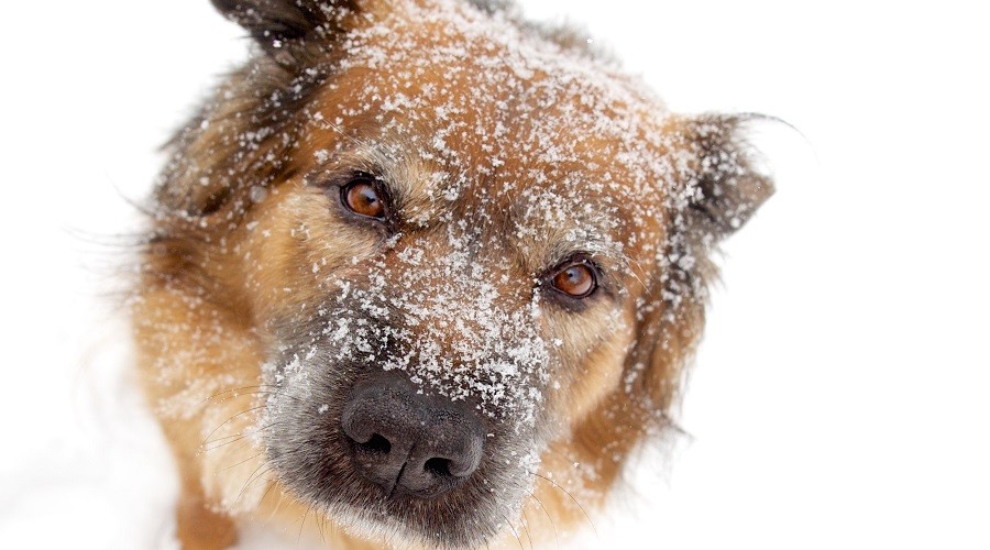 German Shepherd Chow Mix: German Chow Breed Information - Canine Journal