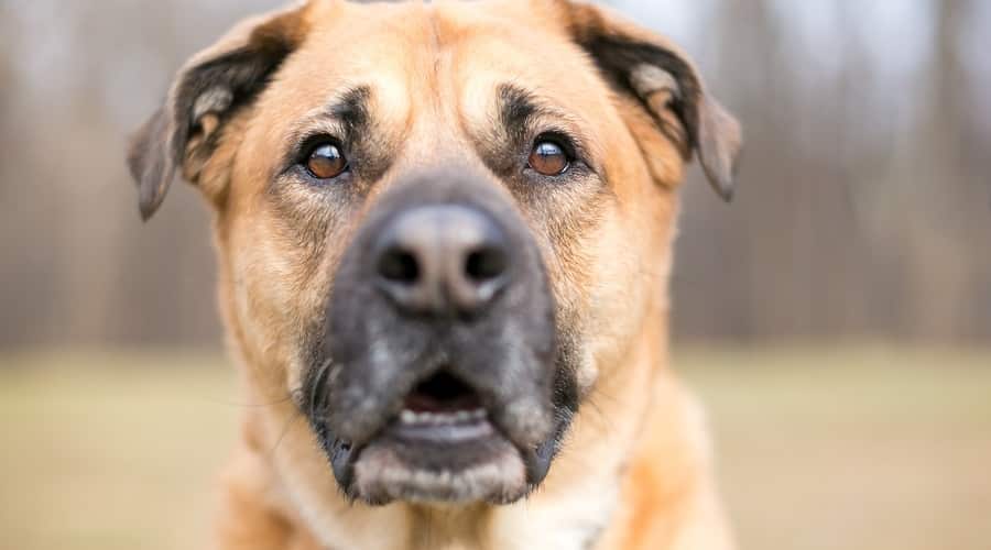 German Shepherd Great Pyrenees Mix: Shepnees Breed Information - Canine ...