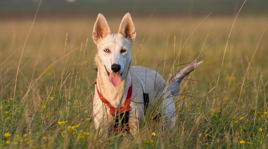 German Shepherd Husky Mix: Gerberian Shepsky Breed Info - Canine Journal