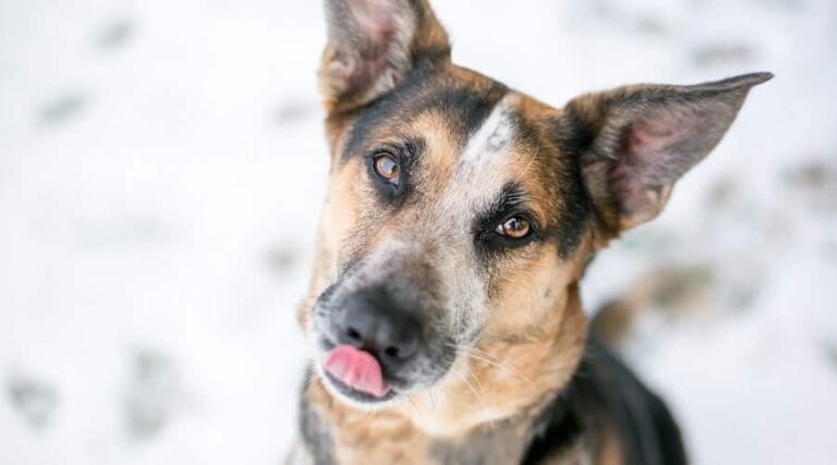 Miniature German Shepherd Breed Information: Facts, Traits, Pictures ...