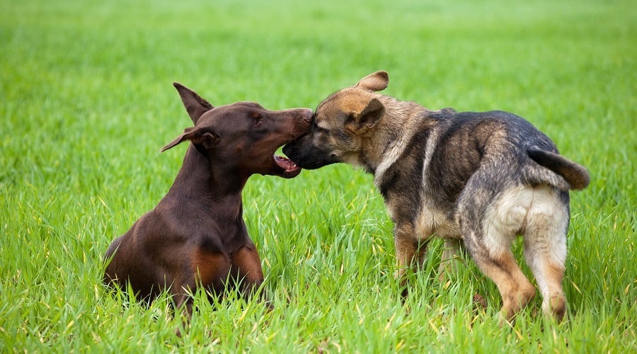 Doberman Pinscher Dog Breed Information: Facts, Traits, & More | Canine ...